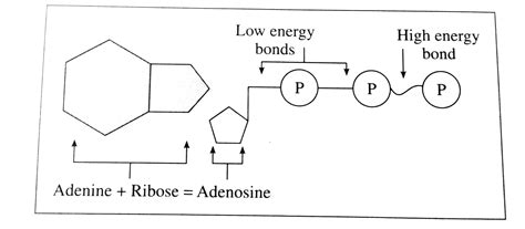 Atp Molecule Labeled High Energy Bonds