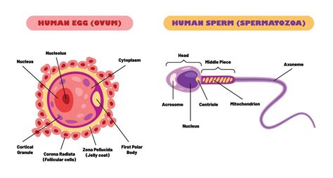 Diagram Of Sperm And Egg Cell