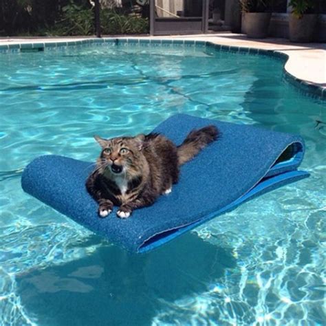 Прикольные картинки про бассейн 52 фото 52 фото