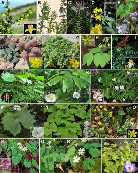 Gnetophytes Examples