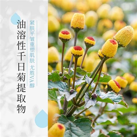 原料 千日菊提取物金纽扣油溶 法国嘉法狮紧致抗老抚平皱纹精华油 淘宝网 花瓣网