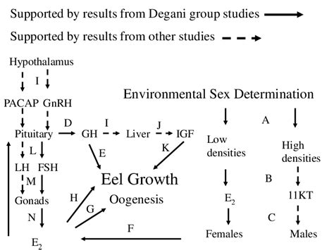 Model Proposing Hormonal Involvement In Sex Determination Growth Download Scientific Diagram