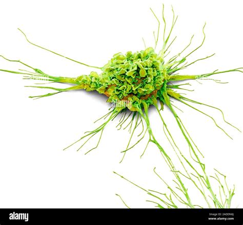 Dendritic Cell Coloured Scanning Electron Micrograph Sem Of A Protective Cell Of The Human