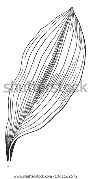 7195 Imagens De Parallel Leaf Imagens Fotos Stock E Vetores