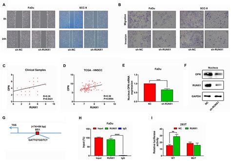 87 Transcription Factor Runx1 Activates Opn To Promote Tumor