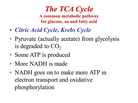 Krebs Cycle For Dummies Powerpoint Krebs Cycle Powerpoint Presentation