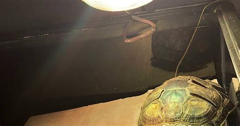 Turtle Shedding Shell Album On Imgur