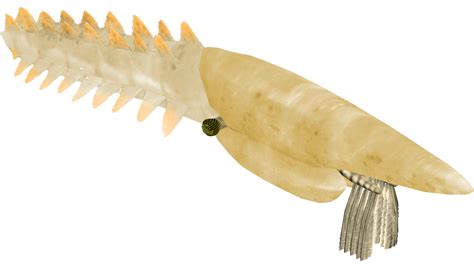 Aegirocassis Blank Template Imgflip