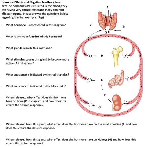 Parathyroid Hormone Feedback Loop