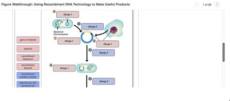 Solved Figure Walkthrough Using Recombinant Dna Technology