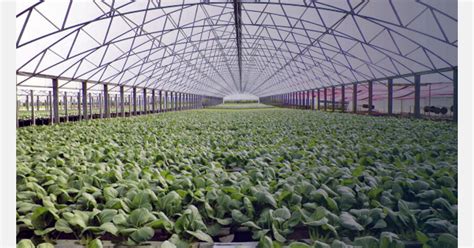 Protected Cropping Australia Organizes Polyphosphates Webinar