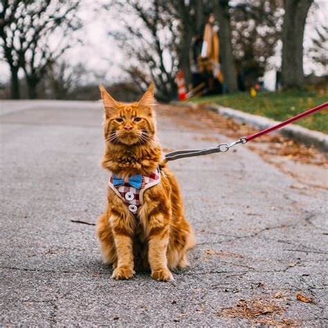 How Cats Walk A2 Graded Reading And Listening