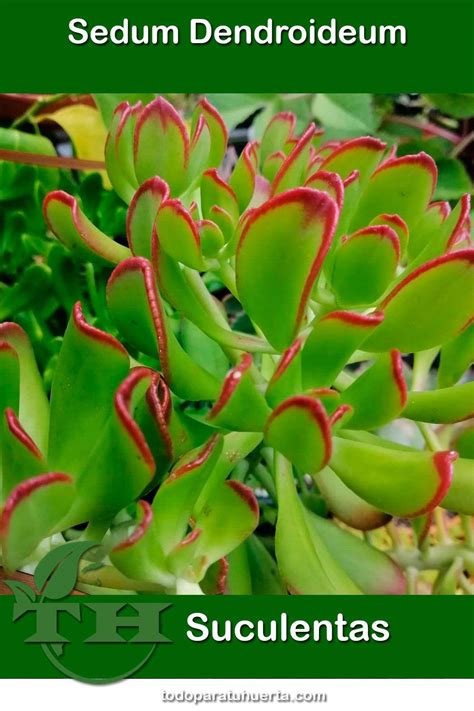 Tree Stonecrop Sedum Dendroideum Care Guide Pests Diseases