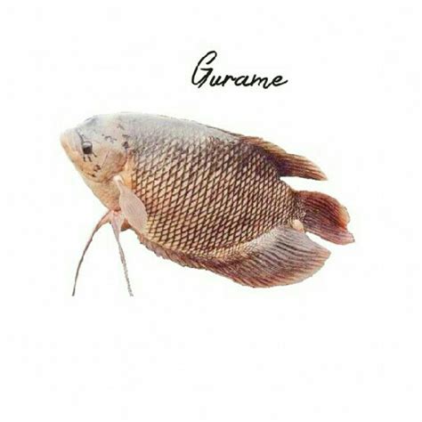 Gurami 1kg Bakul Sayur