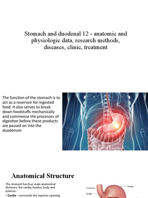 კუჭი და 12 გოჯა Descargar Gratis Pdf Stomach Indigestion