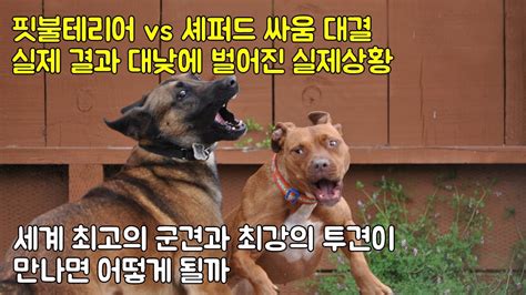 핏불테리어 Vs 셰퍼드 싸움 대결 실제 결과 대낮에 벌어진 실제상황 세계 최고의 군견과 최강의 투견이 만나면 어떻게 될까