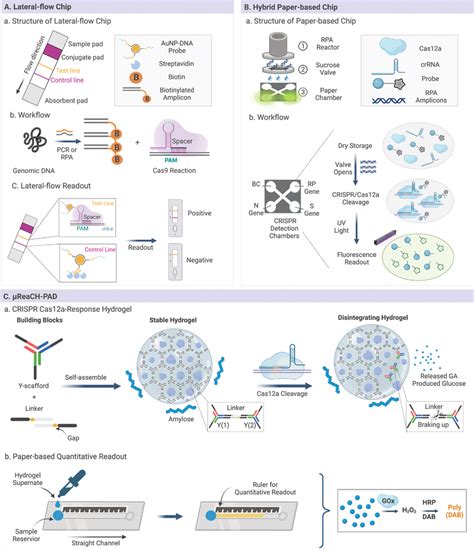 Paper‐based Microfluidic Devices A Workflow Of Advanced Caslfa Method Download Scientific