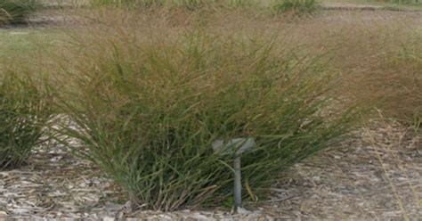 Native Plants Switchgrass Panicum Virgatum