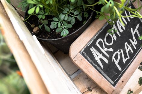Guide Ultime pour Prendre Soin de vos Plantes Aromatiques Pepinière L