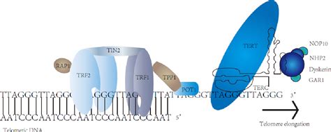 Figure 3 From The Role Of Telomerase Reverse Transcriptase Tert In