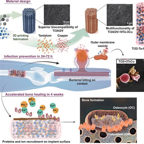 Schematic Of Synergistic Antibacterial Efficacy And Enhanced Download Scientific Diagram