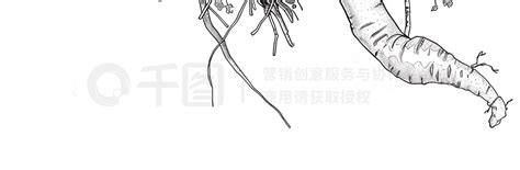 线稿AI数字艺术 中国中医中药人参线稿线描 AI平面元素免费下载 png格式 2784像素 编号70742589 千图网