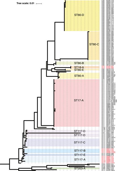 maximum likelihood tree based on core genome snps in the 182