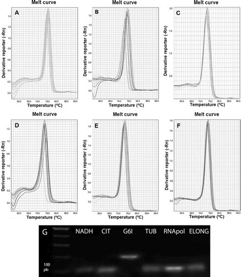 Specificity Of Rt Qpcr Amplification For Six Reference Genes In The Download Scientific Diagram