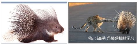 冠豪猪优化算法cpo 2024年新算法 公式原理详解与性能测评 附赠matlab代码 知乎