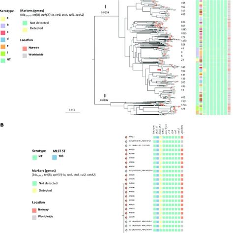 A Midpoint Rooted Approximately Maximum Likelihood Phylogenetic Tree