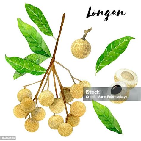 수채화 롱간 세트 롱간 과일 흰색 배경에 고립 된 손으로 그린 열대 그림 갈색에 대한 스톡 사진 및 기타 이미지 갈색 건강한 생활방식 건강한 식생활 Istock