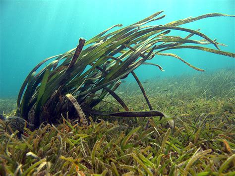 Turtle Grass Diagram