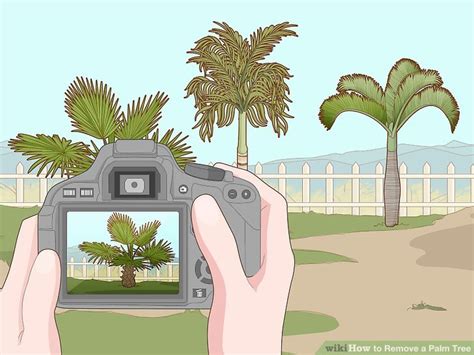 3 Ways To Remove A Palm Tree WikiHow