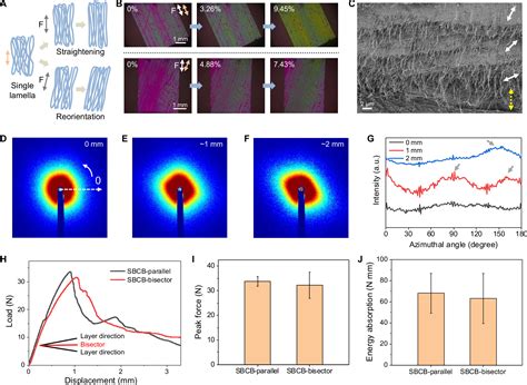 Hierarchical And Reconfigurable Interfibrous Interface Of Bioinspired Bouligand Structure