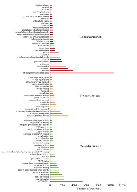 Towards Sex Identification Of Asian Palmyra Palm Borassus Flabellifer