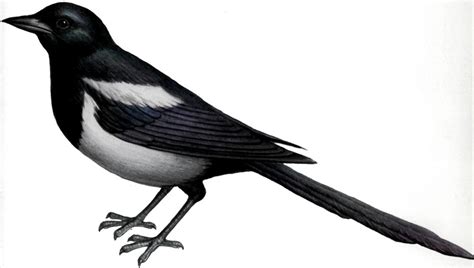 Сорока рисунок 50 фото