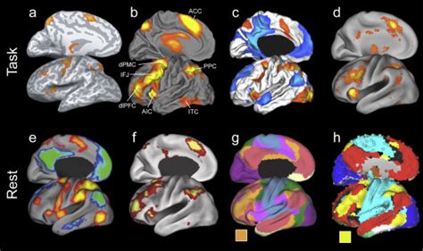 Maps Of The Cognitive Control Network Derived Using Rest Top Row And Download Scientific