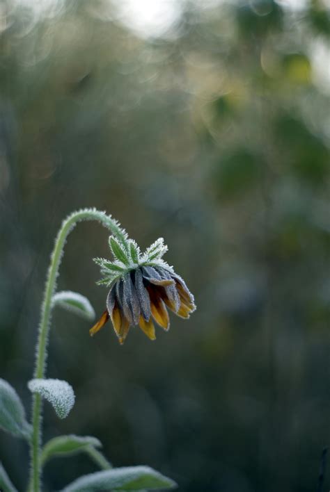 Like4like 가을 갈색 감기 거친 겨울 경치 경치가 좋은 계절 고요한 꽃 꽃봉오리 꽃잎 날씨 노란색 녹색 담쟁이덩굴 땅 매크로 무지개
