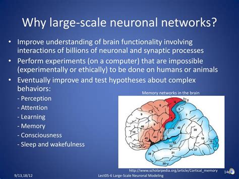 Ppt Cse511 Brain And Memory Modeling Lect05 6 Large Scale Neuronal Structure Modeling