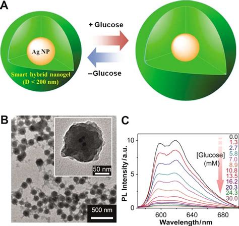 A Model Of A Ratiometric Glucose Sensing Nanogel Type 3 Probe