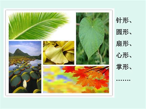 人教版小学二年级美术下册叶子上的小血管课件2