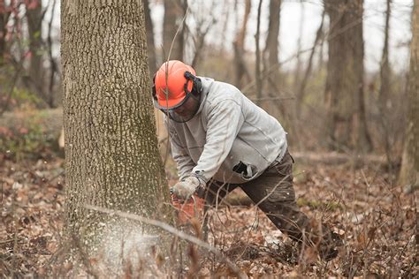 Kevin Pool Runs From Falling Tree