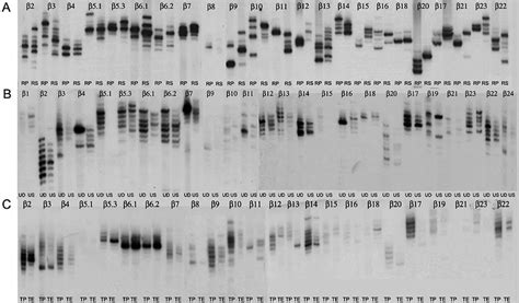 Cdr3 Spectratype Patterns In The Ccr7cd8 T Cell Subsets Of Twins