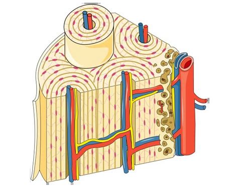 Labeling An Osteon Quiz