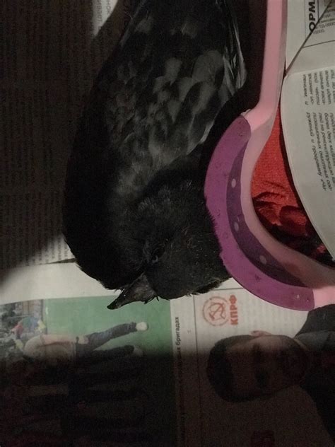 A Acc A D B C A F Ca A Fc B Hosted At Imgbb Imgbb