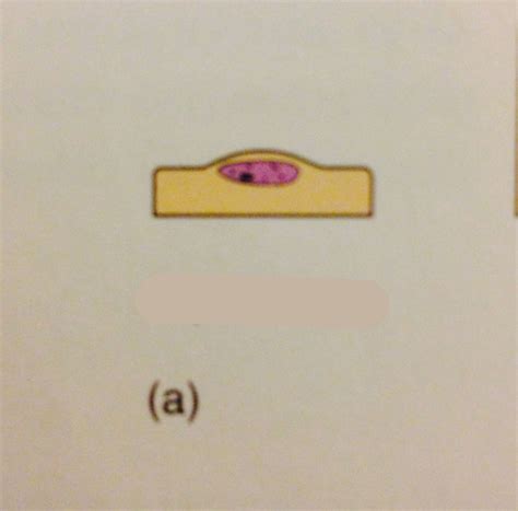 Epithelial Tissues Flashcards Quizlet