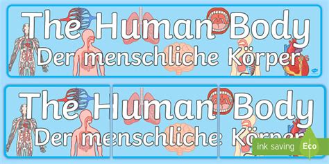 The Human Body Display Banner Englishgerman Eal German The Human Body