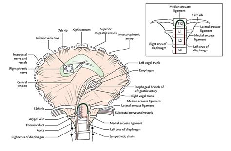 Inferior Thoracic Aperture Thoracic Outlet Earths Lab