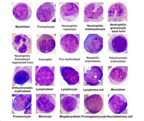 Medical Medical Technologist Clinical Lab Scientist