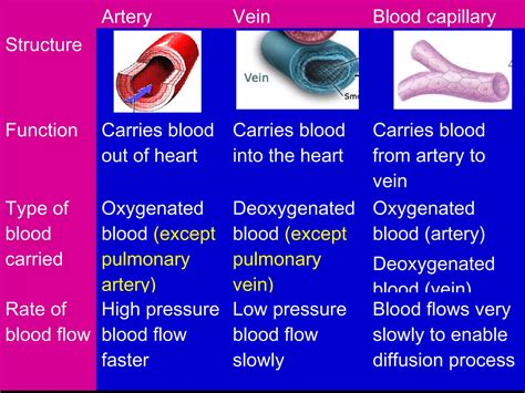21 Blood Circulation Ppt